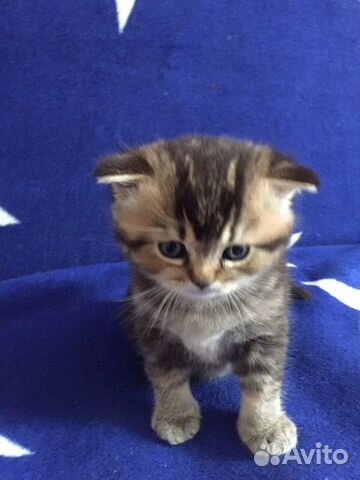 Шотландская