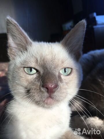 Котята парни тайский тонкинез