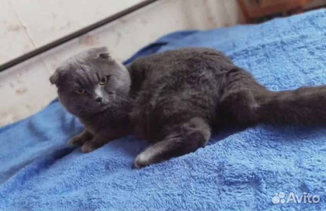 Отдам в добрые руки молодого котика Британца