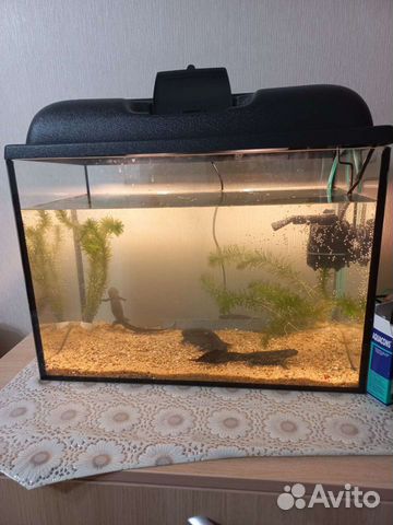 Аквариум с тритонами