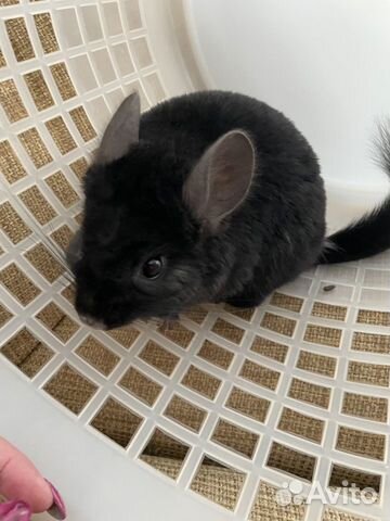 Шиншилла носитель ангоры