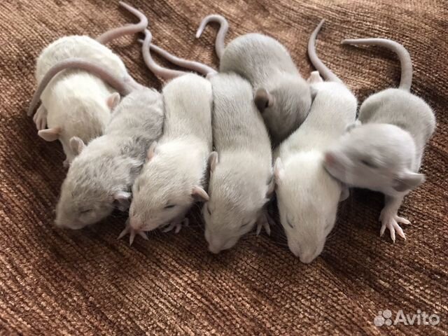 Крысята дамбо мальчики и девочки
