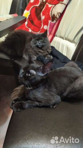 Кошка мэйн кун