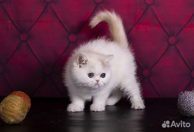 Нежный котик-экзотик