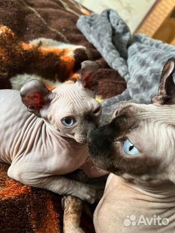 Сфинкс эльф мальчик