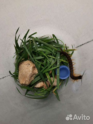 Сколопендра кольчатая, крымская