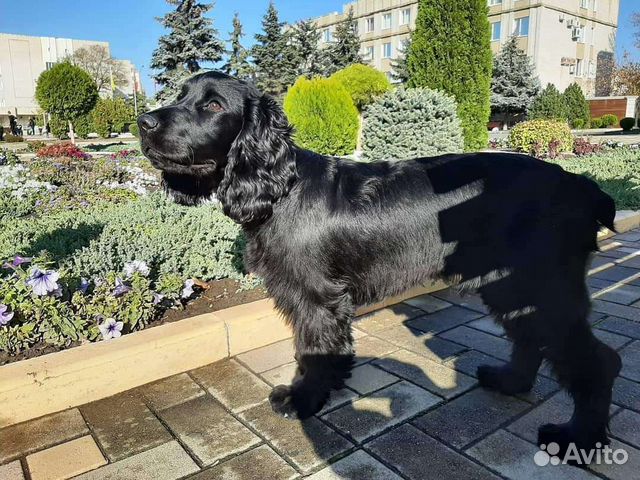 Кокер спаниель вязка