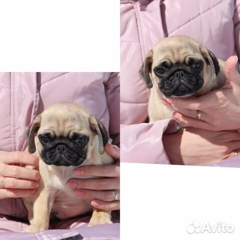 Девочка Мопс