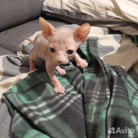 Канадский сфинкс котенок мальчик