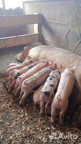 Поросята см 1+петрен, дюрок +петрен