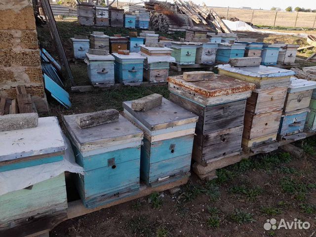 Продам пчел с ульями
