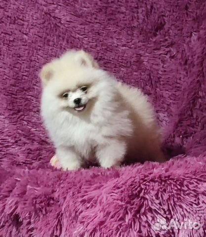 Продаются щенки шпица