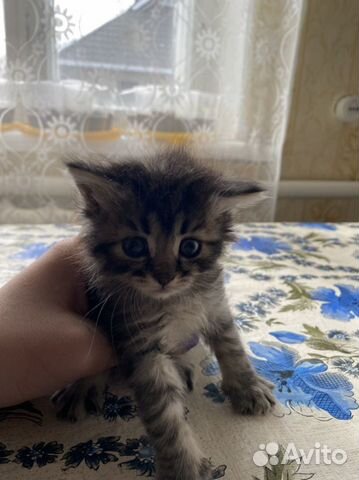 Коята полукровки