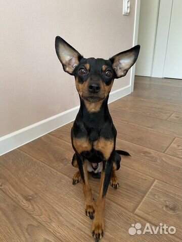 Цвергпинчер вязка