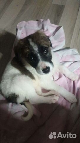 Сладкие щенята в поисках дома