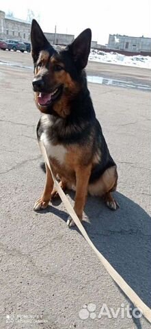 Альмавир ищет дом