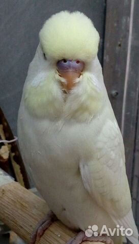 Попугайчик домашнего разведения