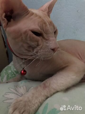 Кот сфинкс