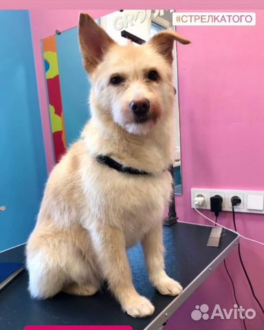 Небольшая собачка в добрые руки