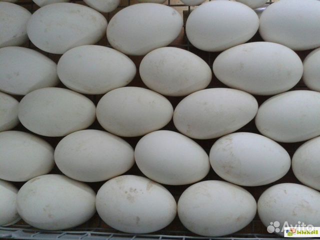 Инкубационное яйцо гусей линда