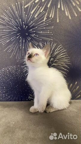 Тайские котята