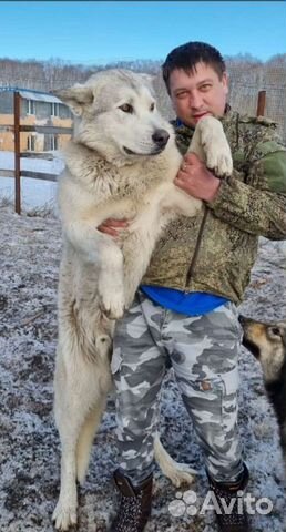 Русский Вольфхунд щенки бронирование