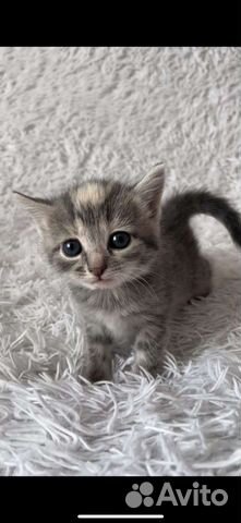 Котенок ищет дом. На последних фото мама и папа