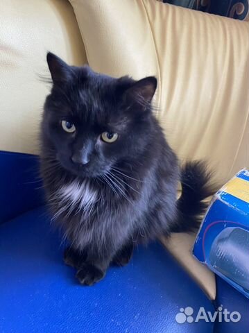 Кошка черная пушистая
