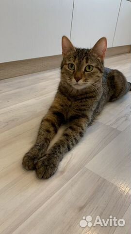 Кошки в добрые руки