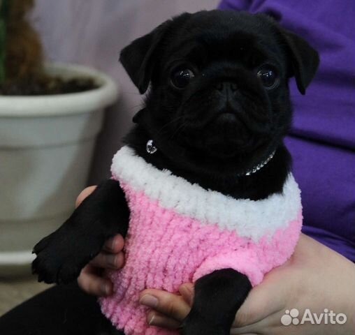 Щенки мопса