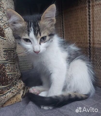 Маленький котенок,которого душили