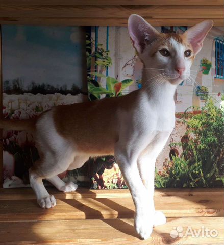 Очаровательный котик