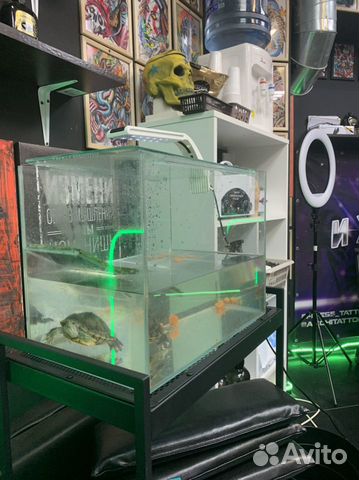 Отдам даром черепаху