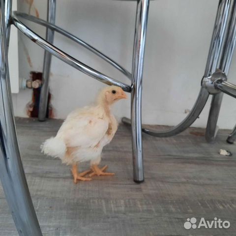 Цыплята бройлеры подрощенные