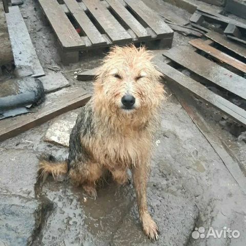 Славный Кузя