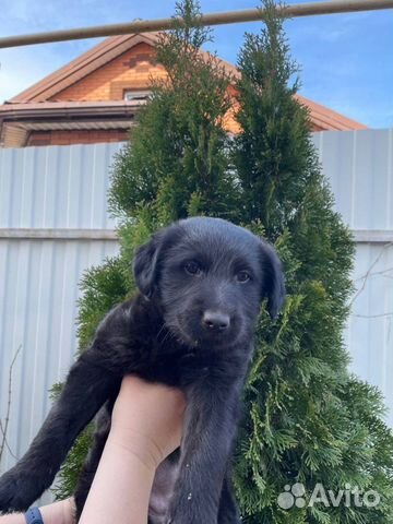 Собака в добрые руки отдам бесплатно