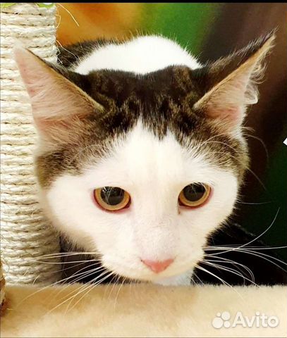 Кошки в добрые руки бесплатно