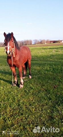 Жеребец тяжеловоз