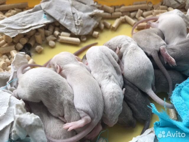 Крысята дамбо разные