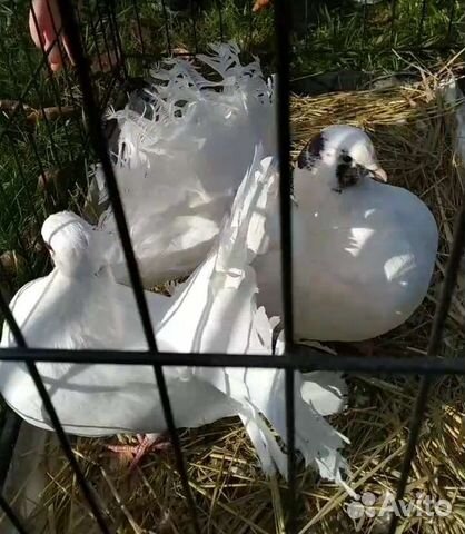 Голуби павлины