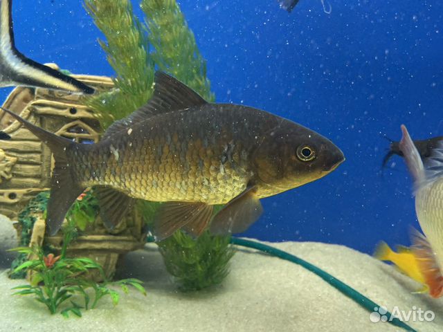 Продам чёрная комета