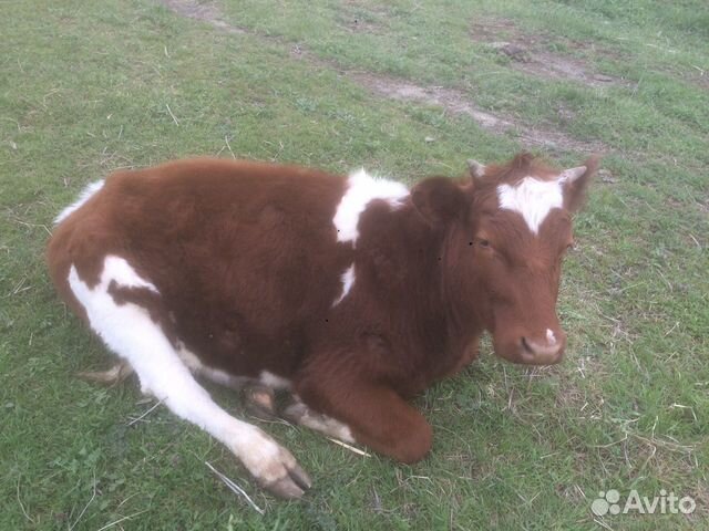 Телки годовалые