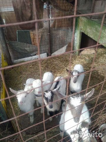 Козлята альпа-нубийцы