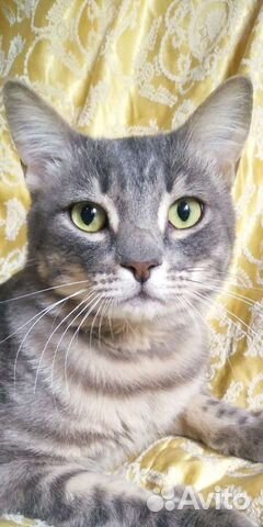 Котик Тима - ласковый