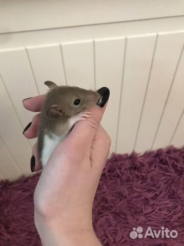 Крысы. Крысята дамбо