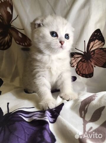 Шотландский котенок