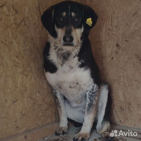 Чья потеряшка