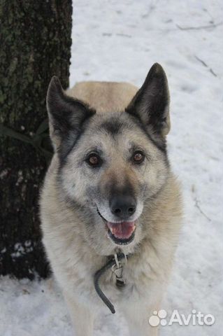 Вика собака которой необходим дом