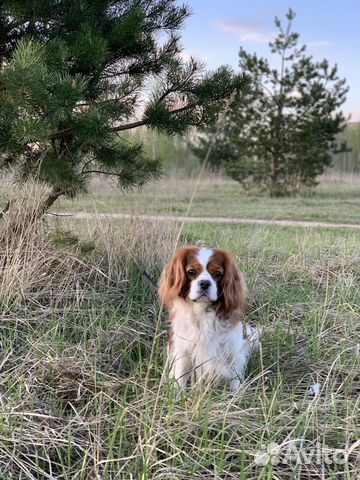 Кавалер кинг чарльз спаниель для вязки