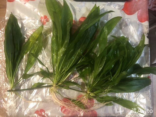 Эхинодорус амазонский